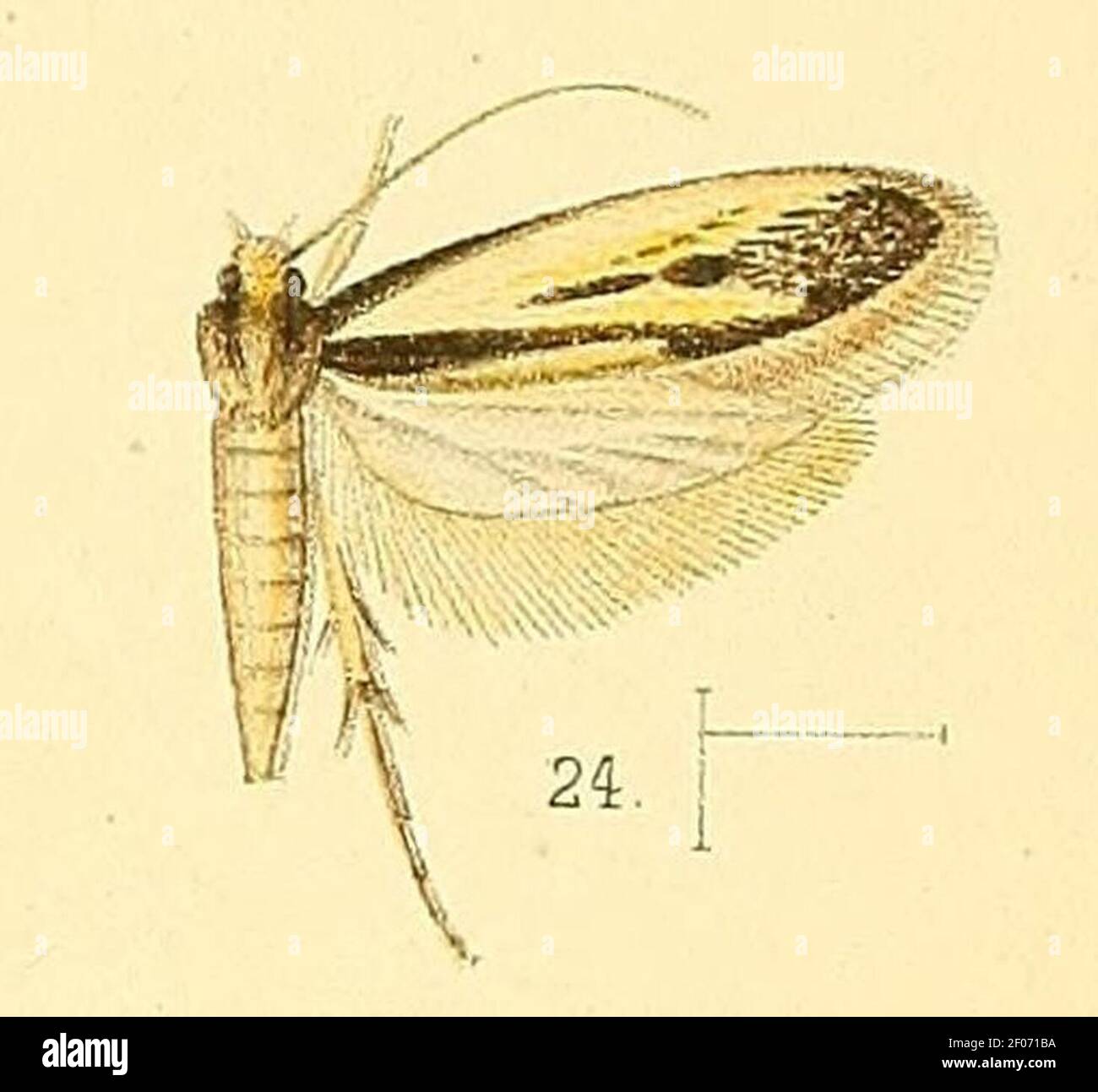 Pl.4-fig.24-Proterospastis zebra (Walsingham, 1891) (Tinea Stock Photo ...