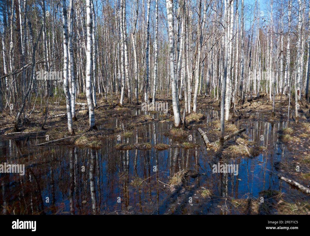 Russian forest hi-res stock photography and images - Alamy
