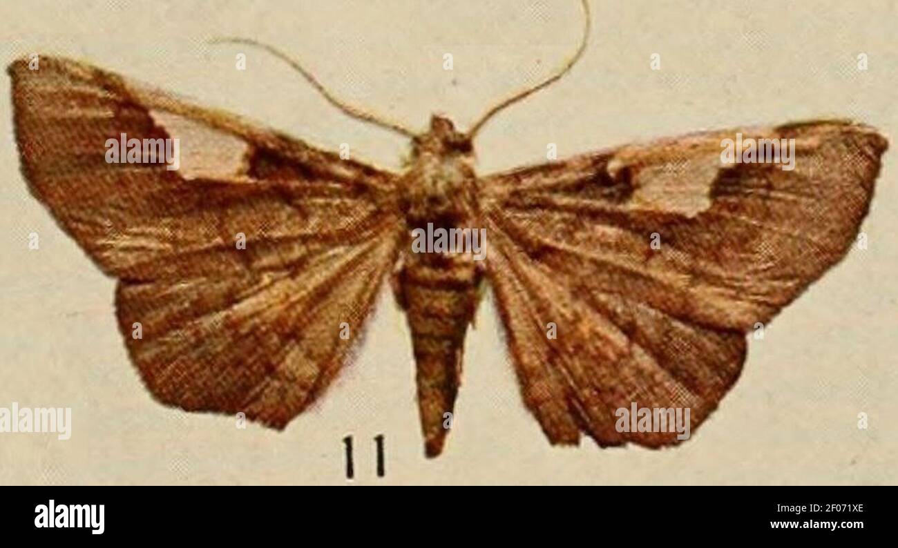 Hyalinata hi-res stock photography and images - Alamy