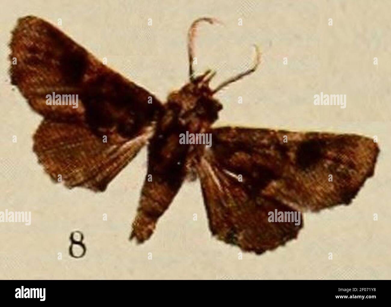 Eutelia hi-res stock photography and images - Alamy