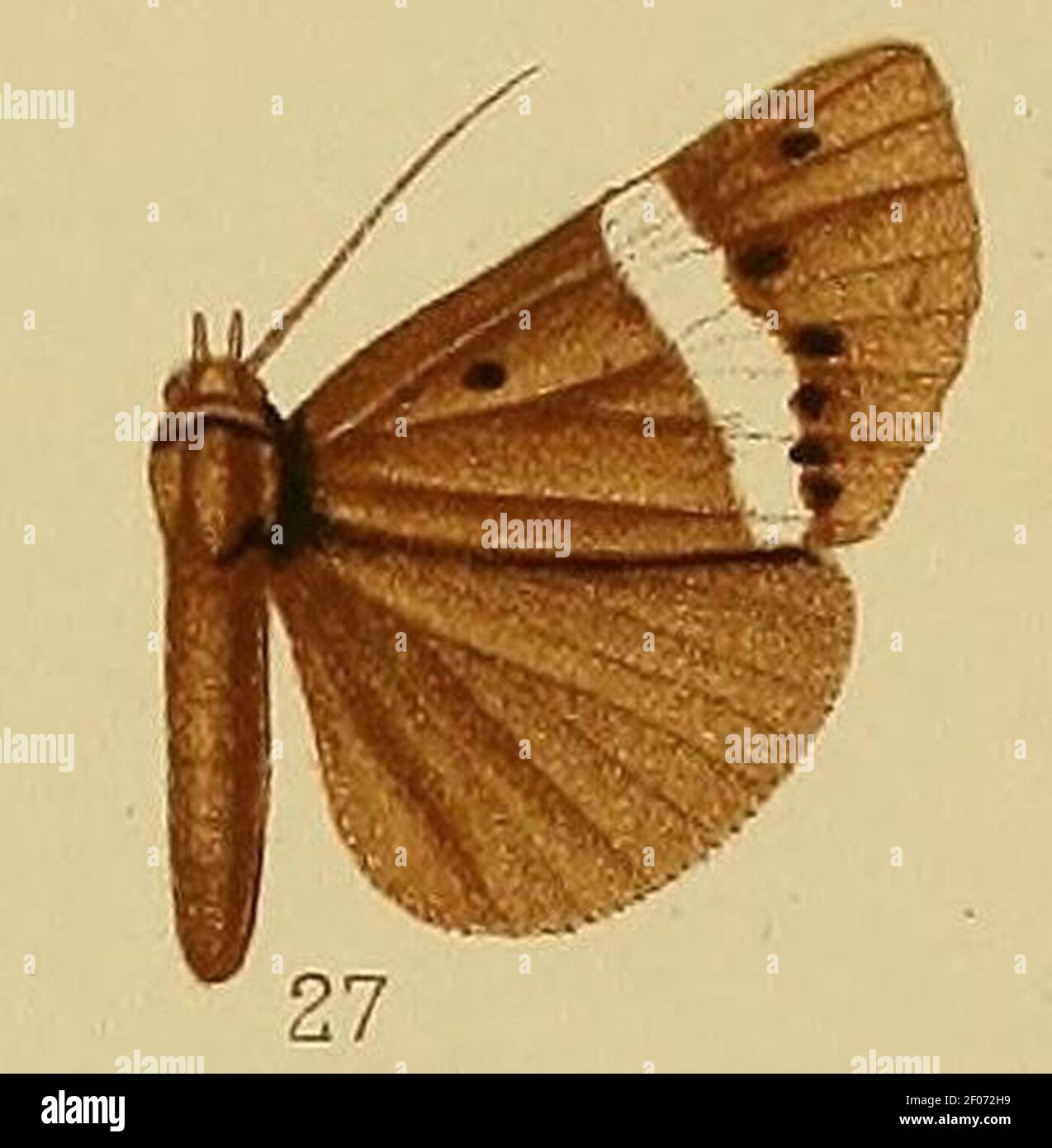 Pl.38-27-Hypena leucozona (Hampson, 1910) (Dichromia Stock Photo - Alamy