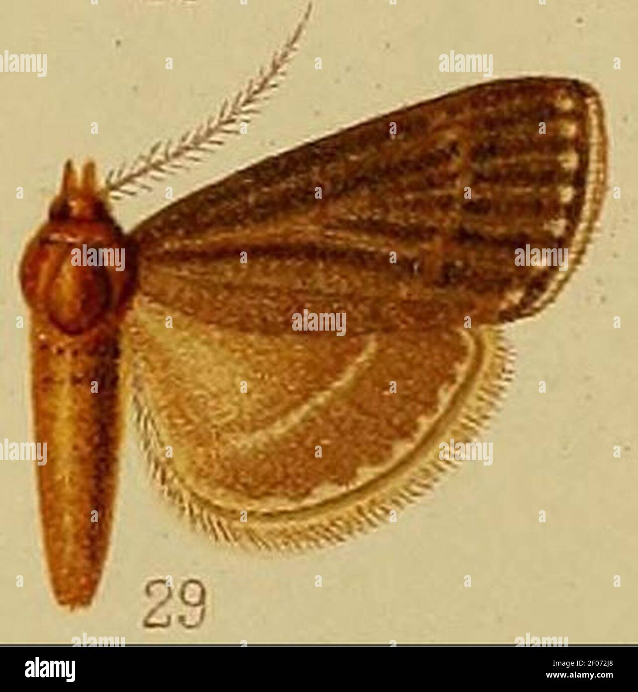 Bostra hi-res stock photography and images - Alamy