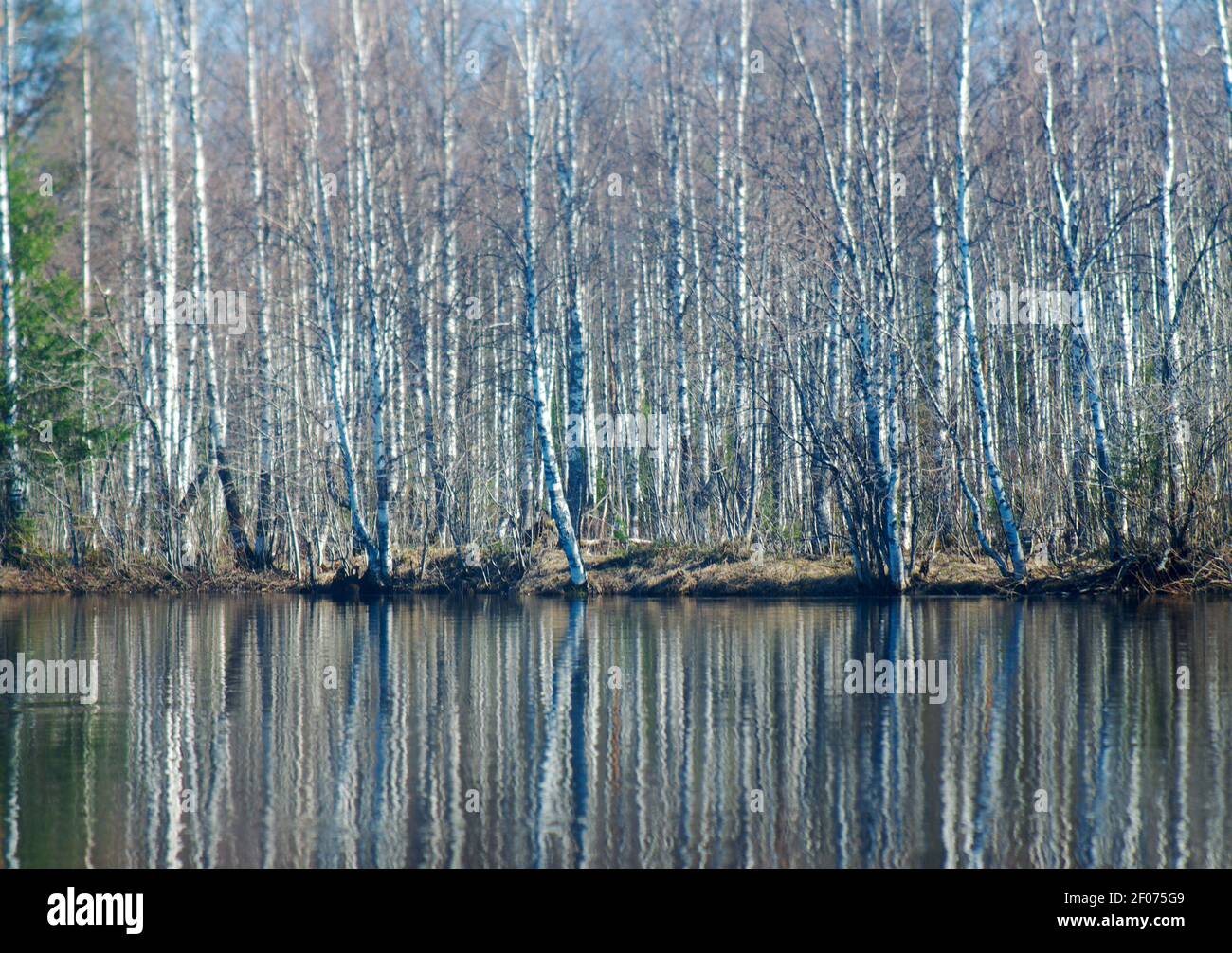Spring flooding ,Reflection of trees in water Stock Photo - Alamy
