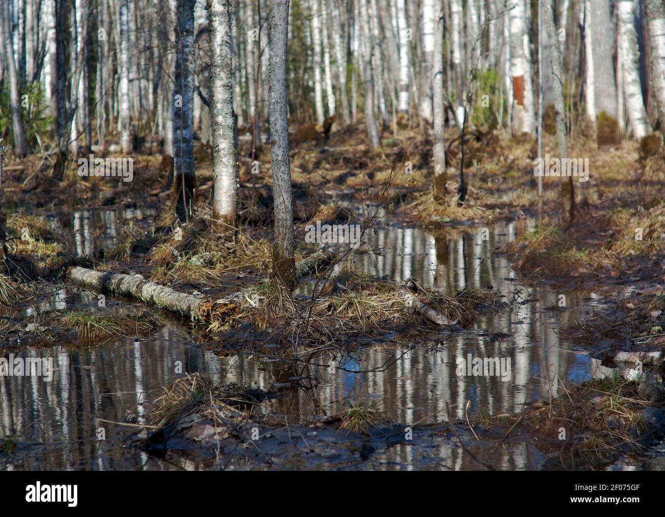 Russian taiga hi-res stock photography and images - Alamy