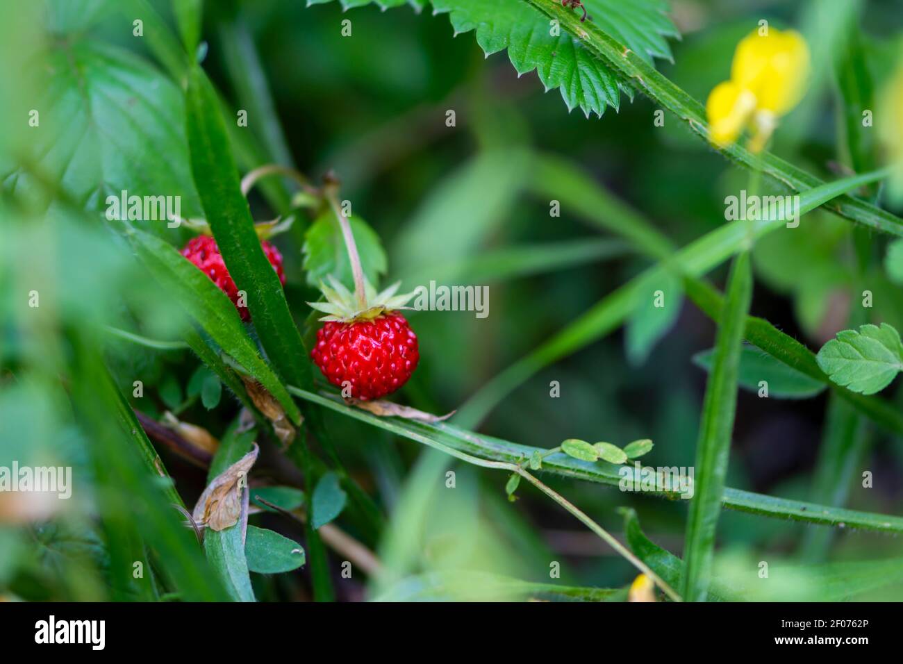 Wild strawberry growing on the meadow close up Stock Photo - Alamy