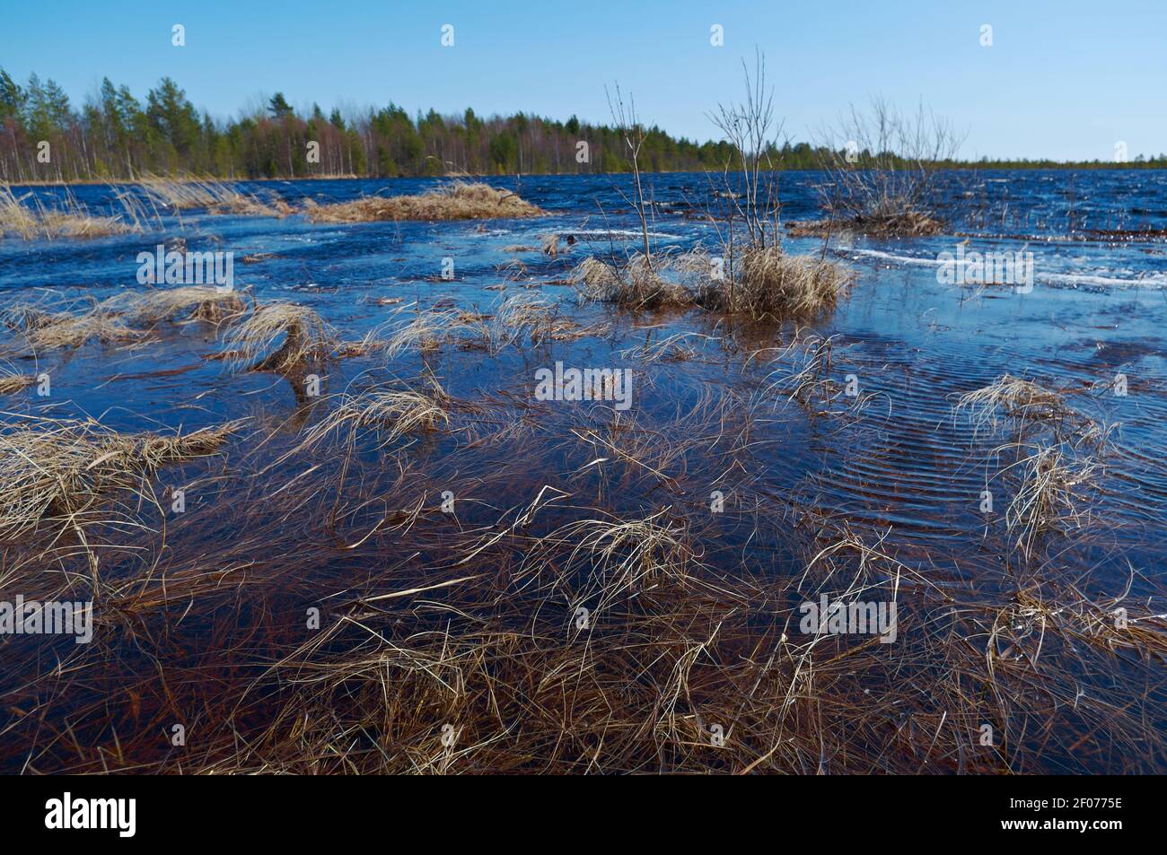 Spring flooding on the lake Stock Photo - Alamy