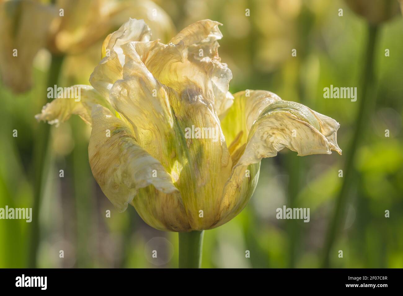 Transience nature hi-res stock photography and images - Alamy