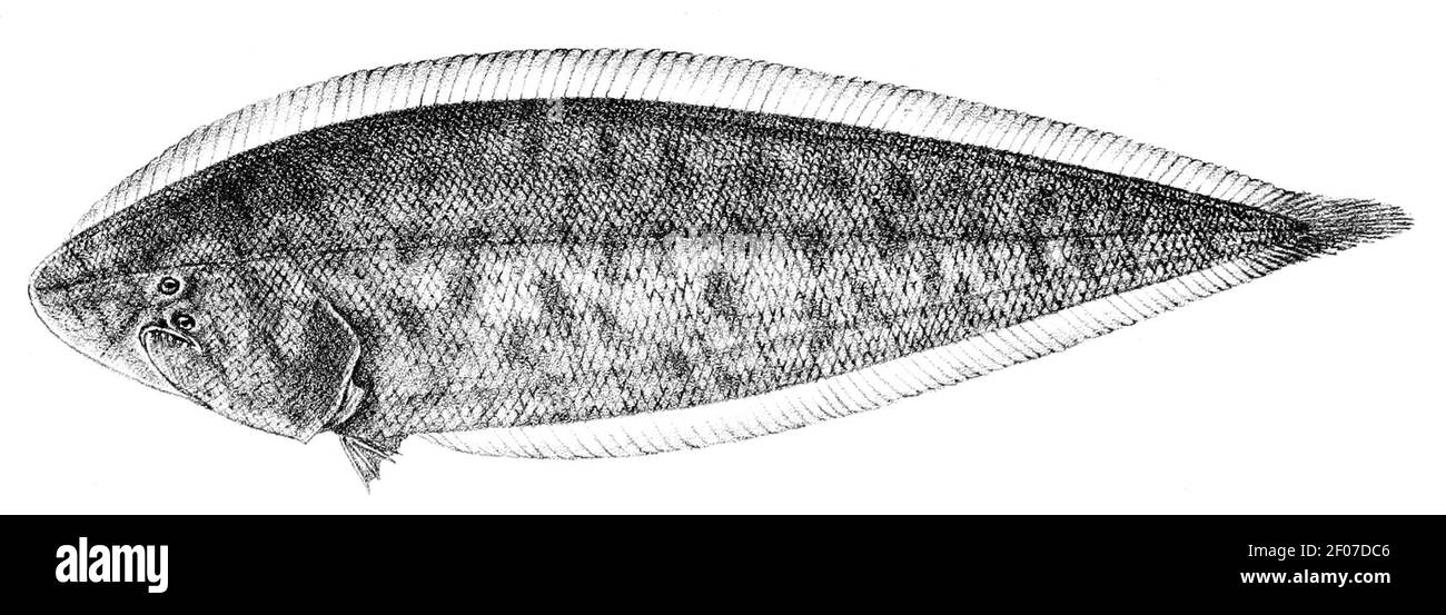 Plagusia marmorata Suzini 95 Stock Photo - Alamy