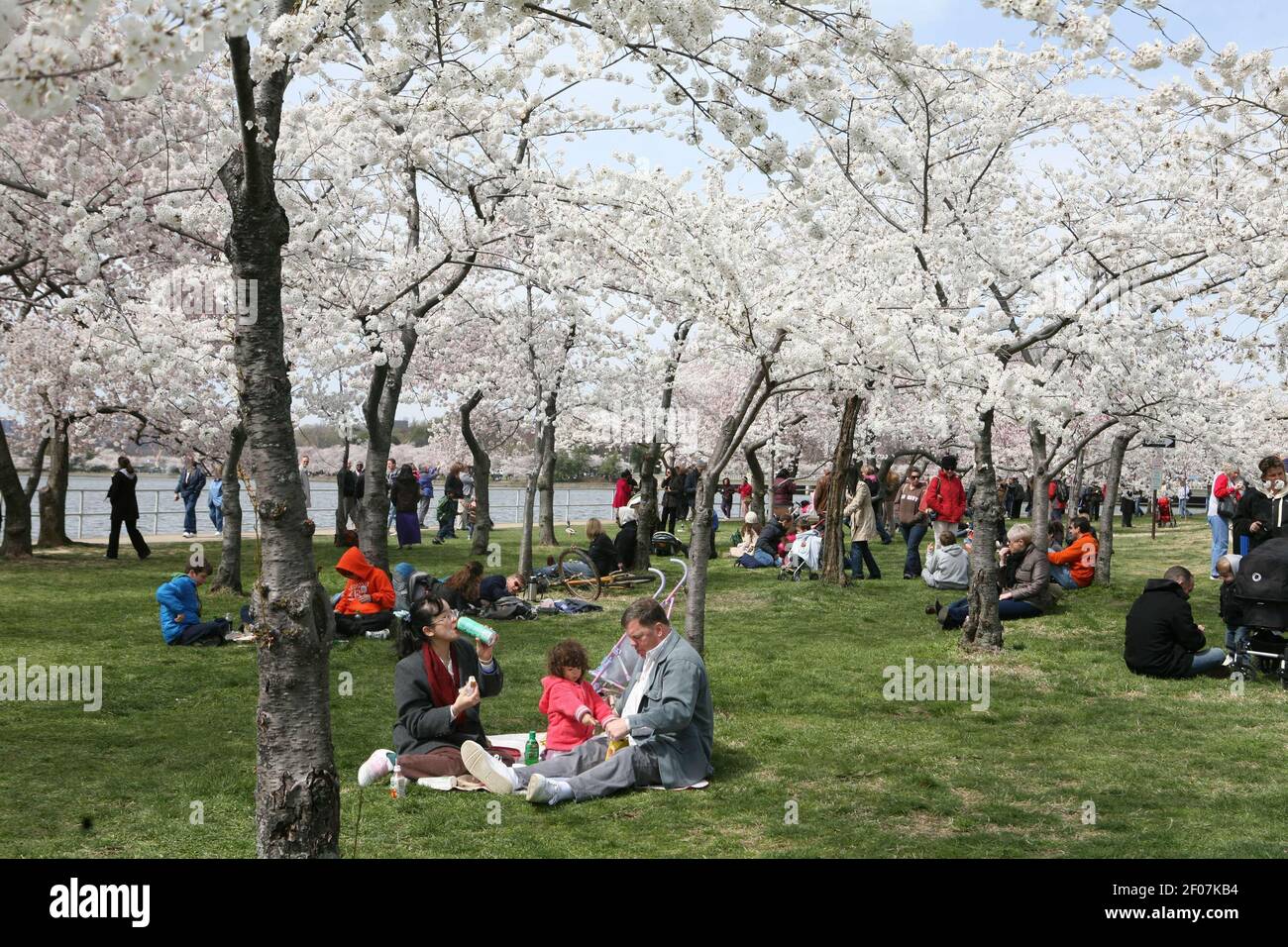 29 March 2011 - Washington, DC - The Cherry Blossom Trees and Festival ...