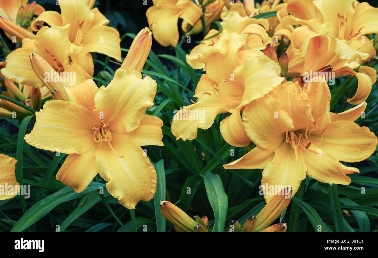 Lemon day-lily (Hemerocallis lilioasphodelus) lush yellow flowering ...