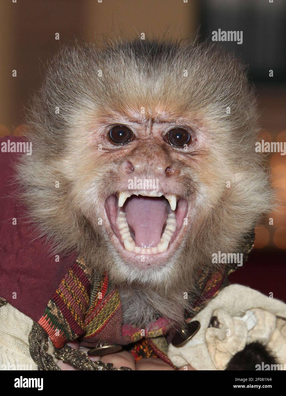 07 May 2011 - Anaheim, CA - Jack the Monkey arrives to the premiere of ...
