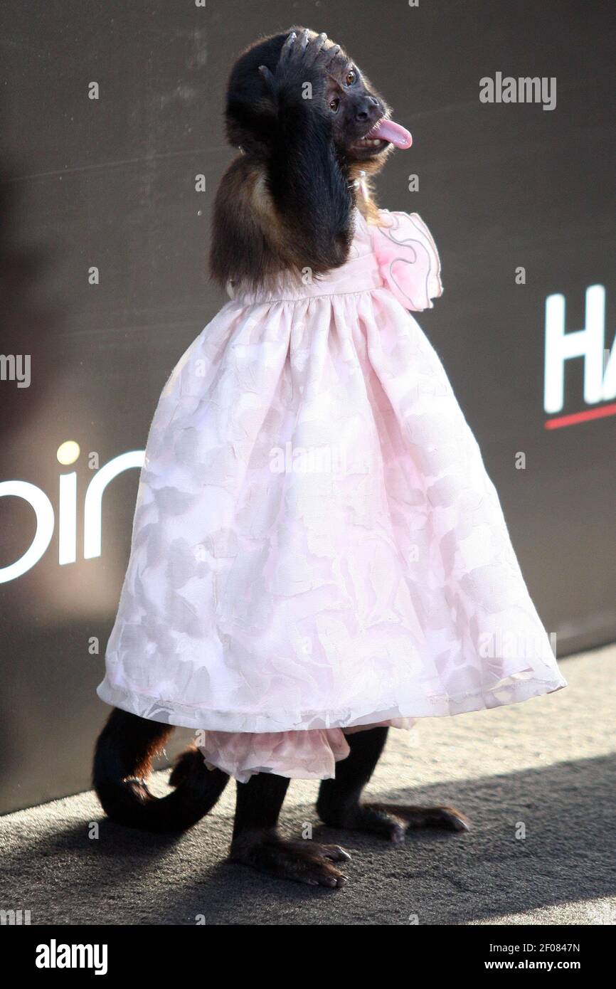 19 May 2011 - Hollywood, CA - The Hangover monkey arrives to the ...