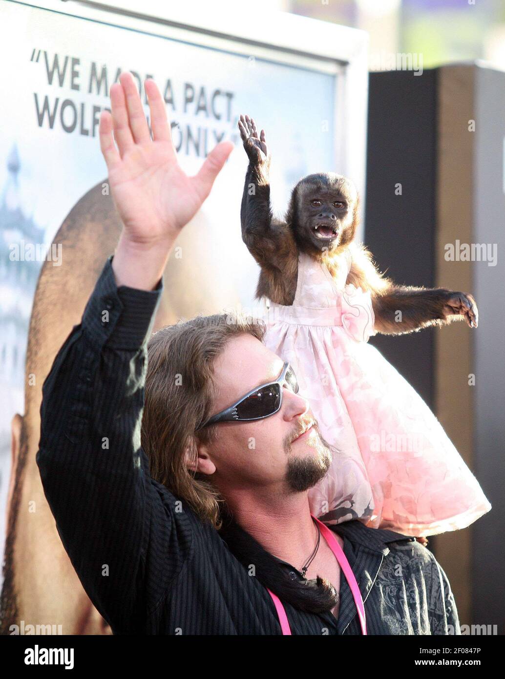 19 May 2011 - Hollywood, CA - The Hangover monkey arrives to the ...