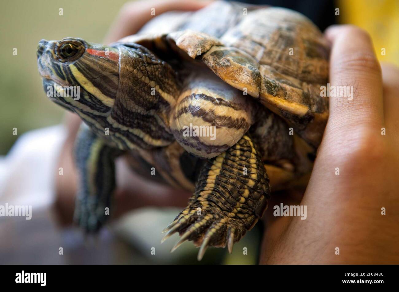 May 19, 2011 - Mexico City, Mexico - Eva, a turtle with obesity, is ...