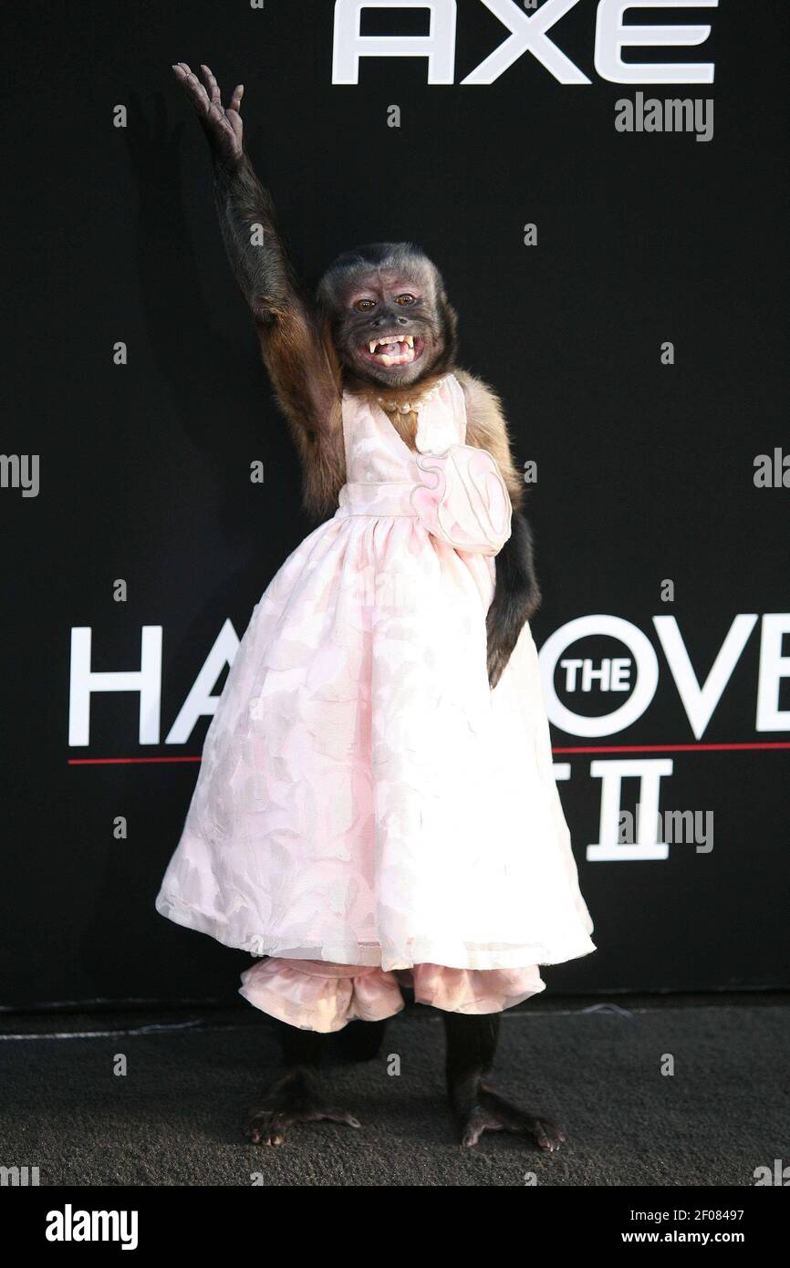 19 May 2011 - Hollywood, CA - The Hangover monkey arrives to the ...