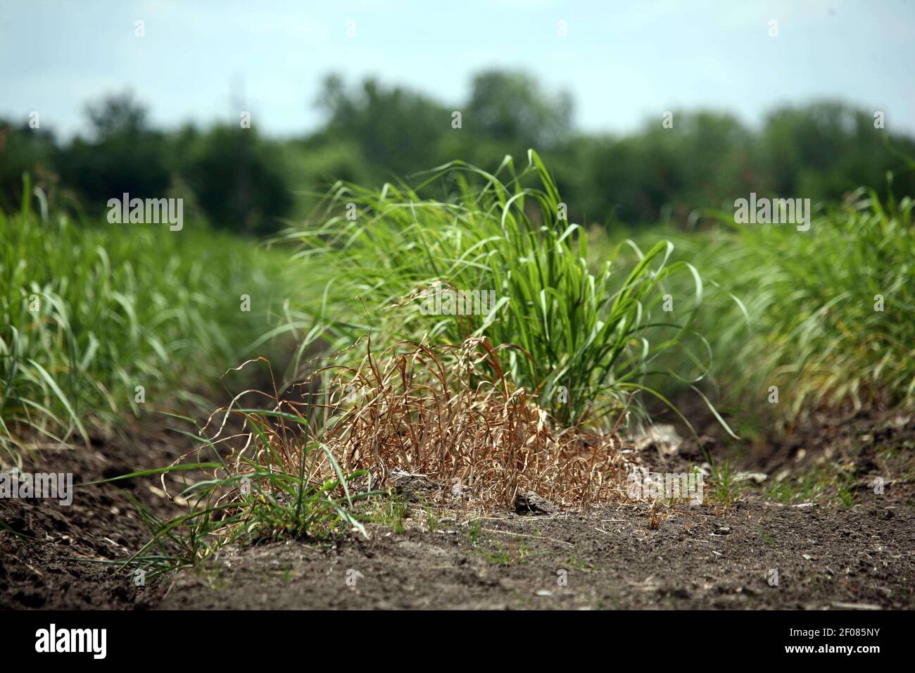 24 May 2011. Donaldsonville, Louisiana, USA. Despite record flooding ...