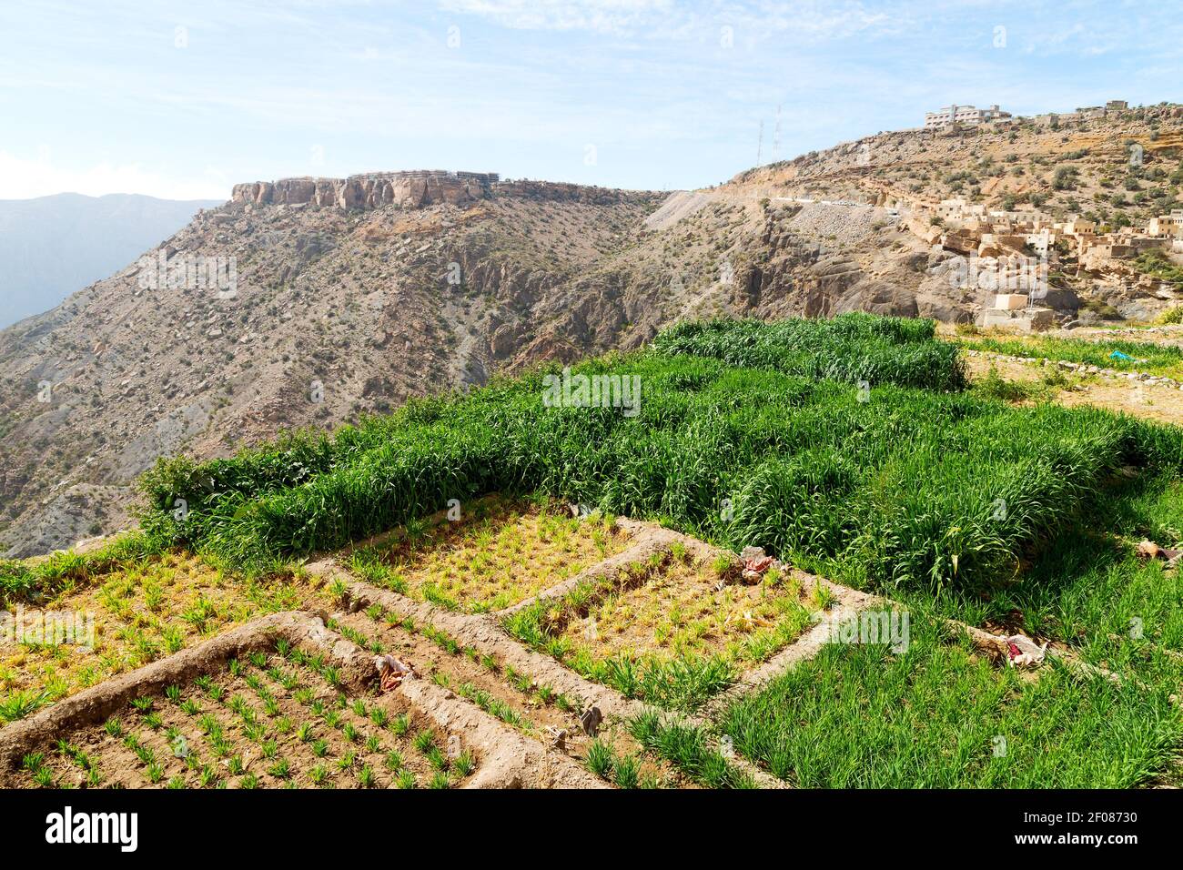 In oman the cultivation of rice plant Stock Photo - Alamy