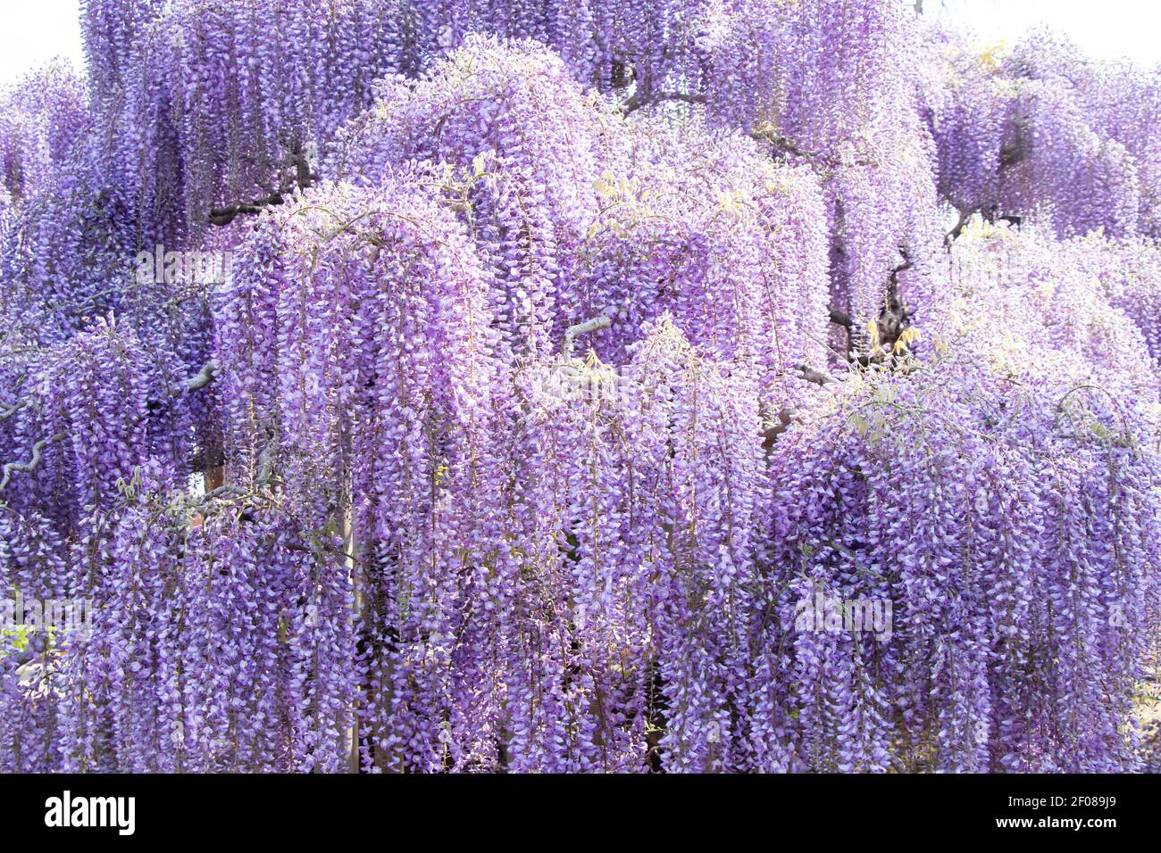 Blooming of purple color Wisteria tree background Stock Photo - Alamy