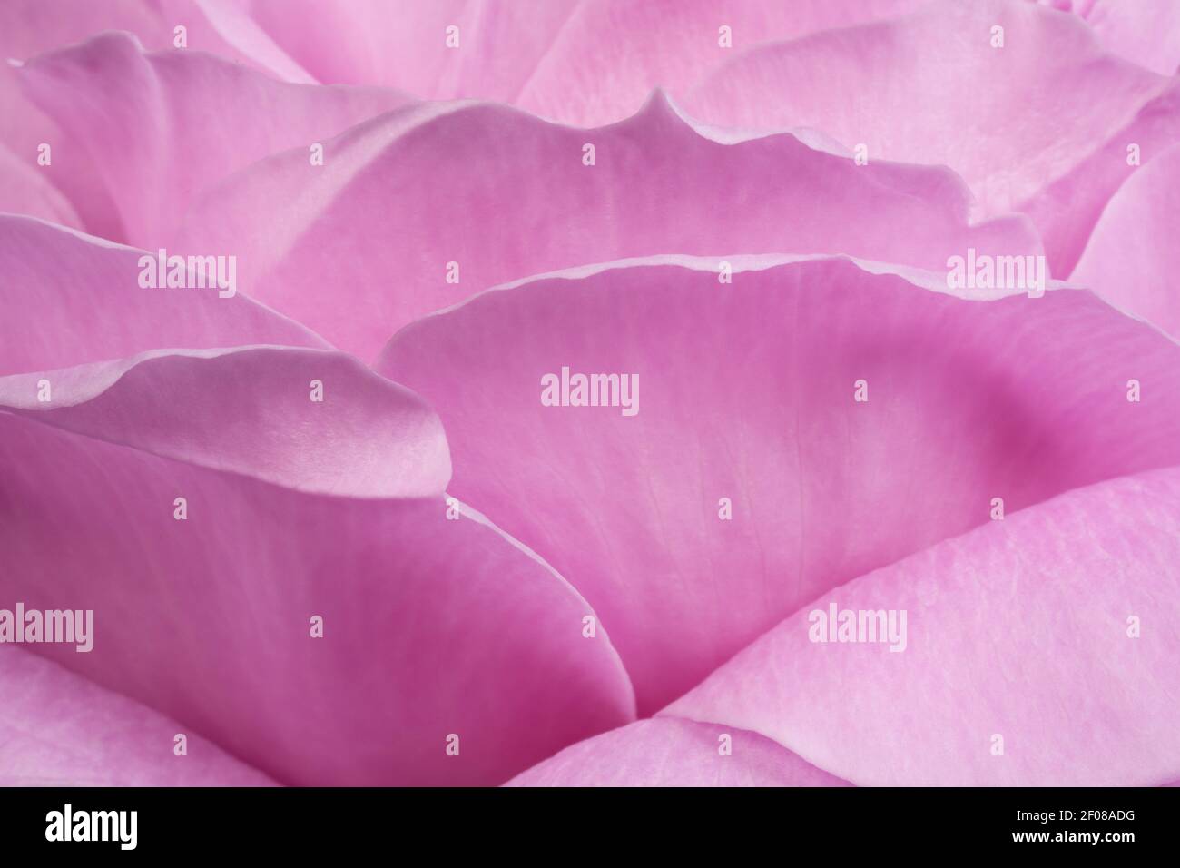 Rose the time rose hi-res stock photography and images - Alamy