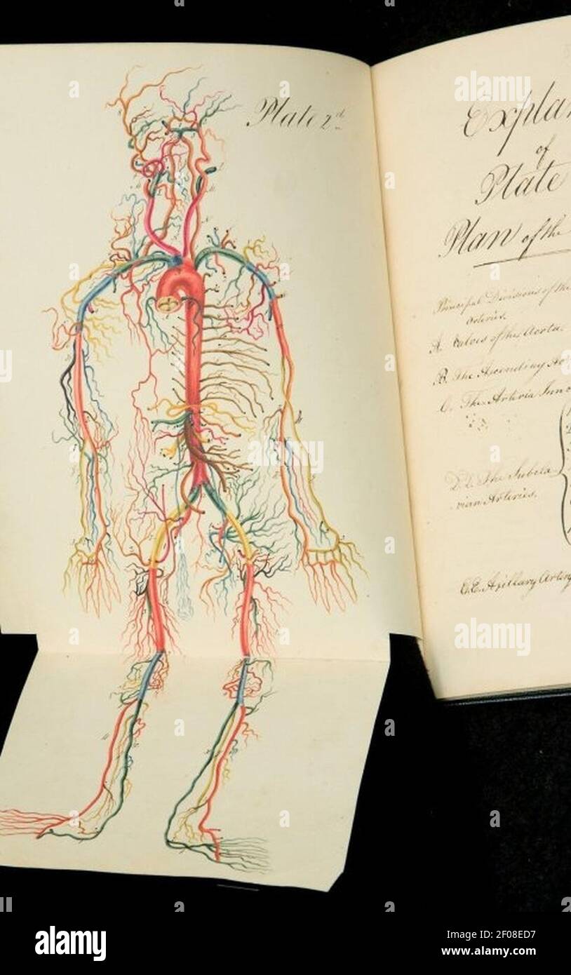 Plan of the aortic system Stock Photo - Alamy