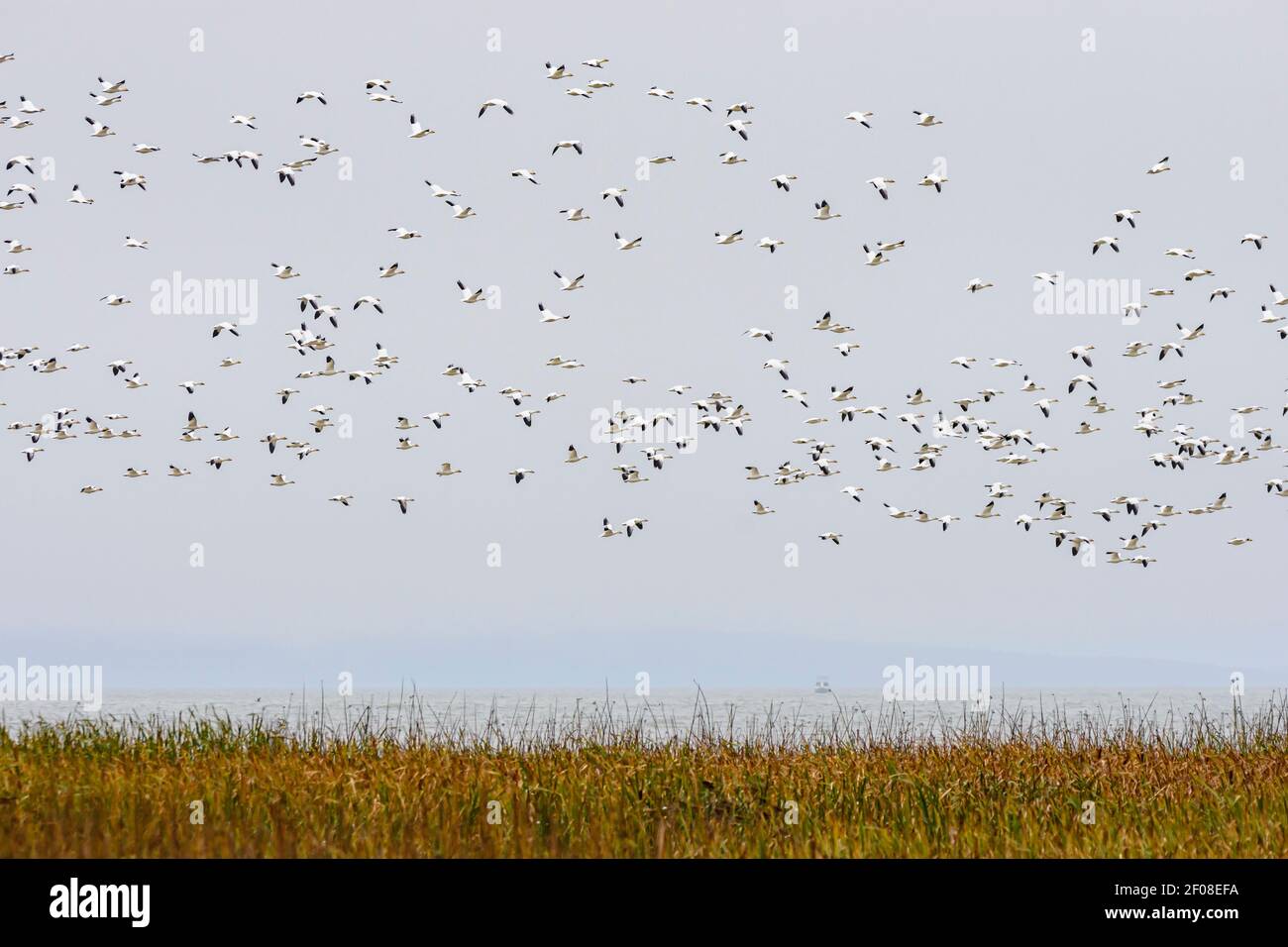 Lesser canada goose hi-res stock photography and images - Alamy