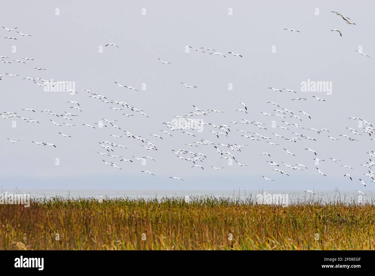 Lesser snow goose, Anser caerulescens, George C. Reifel Migratory Bird ...
