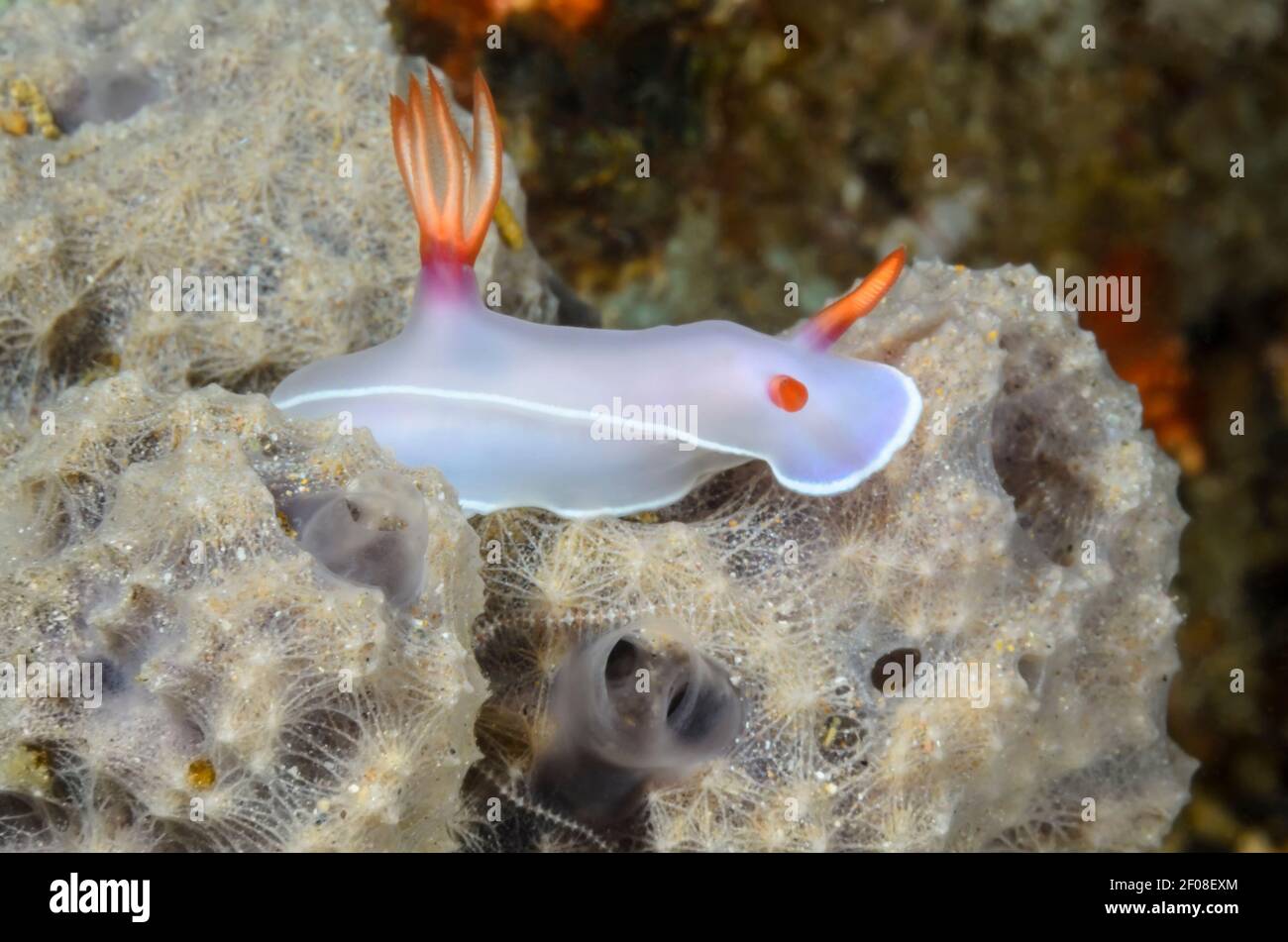 Sea Slug or Nudibranch, Hypselodoris bullockii, Anilao, Batangas ...