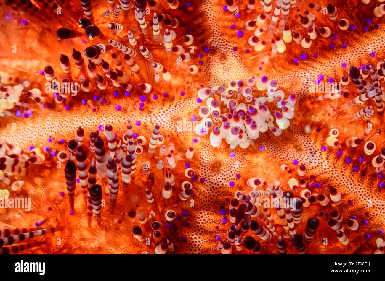 Fire urchin, Astropyga radiata, Anilao, Batangas, Philippines, Pacific ...