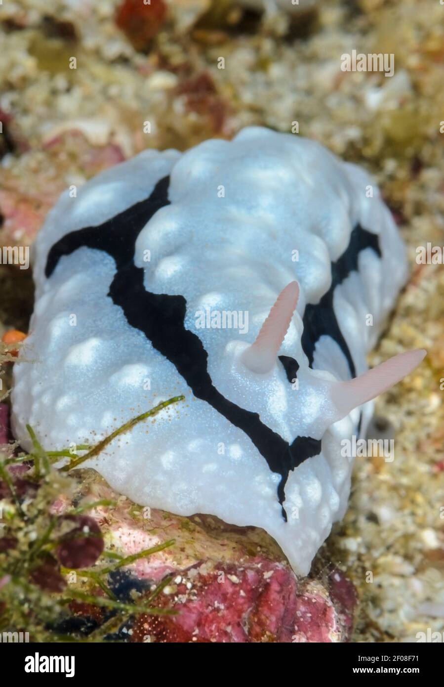 Sea Slug or Nudibranch, Phyllidiopsis shireenae, Anilao, Batangas ...