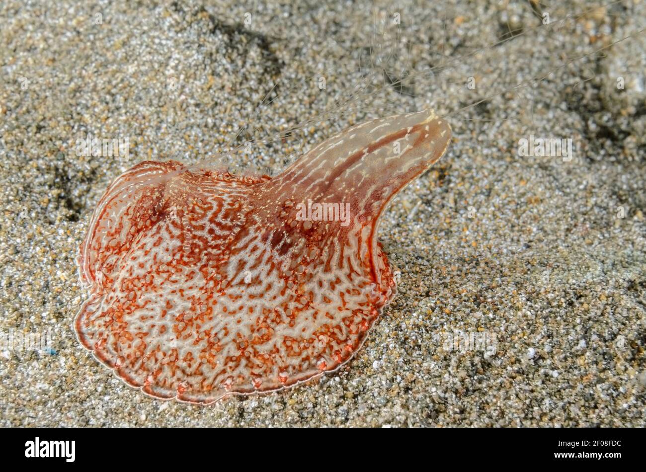 Benthic comb jelly hi-res stock photography and images - Alamy