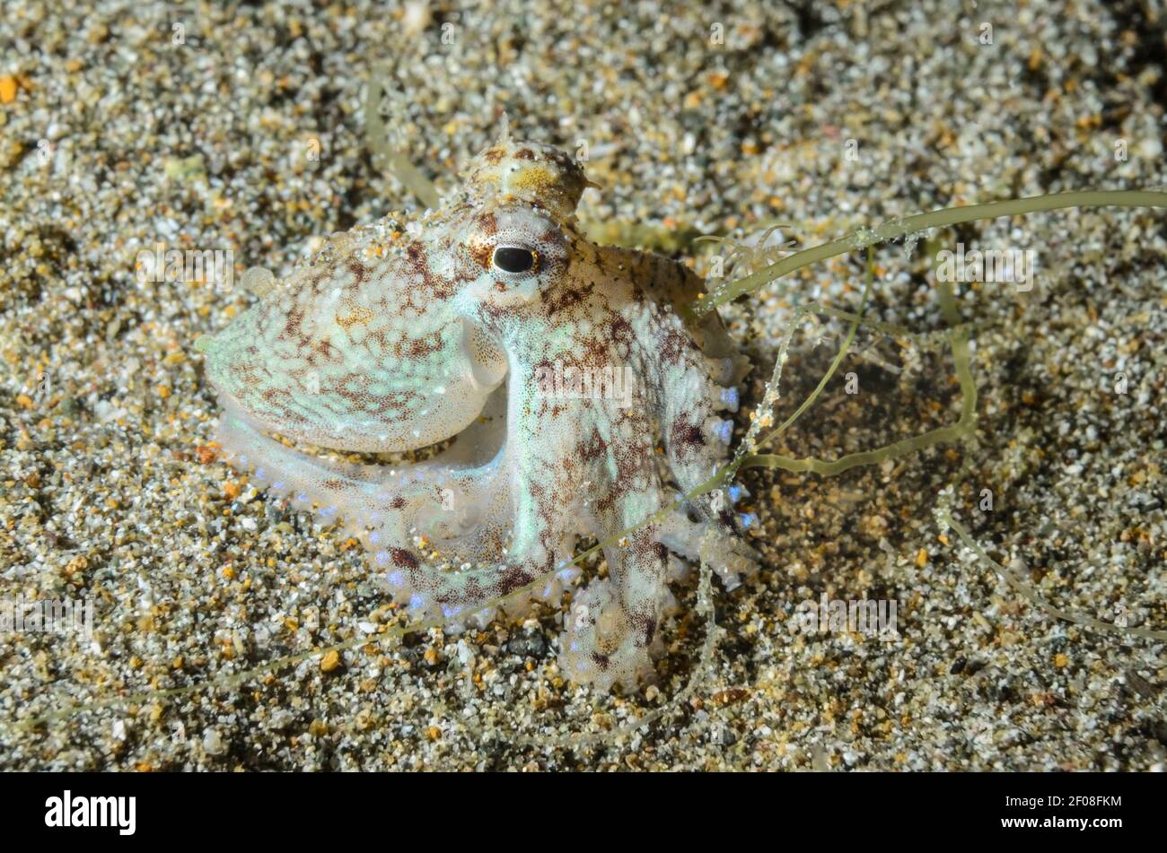 Juvenile Coconut or veined octopus, Amphioctopus marginatus, Anilao ...