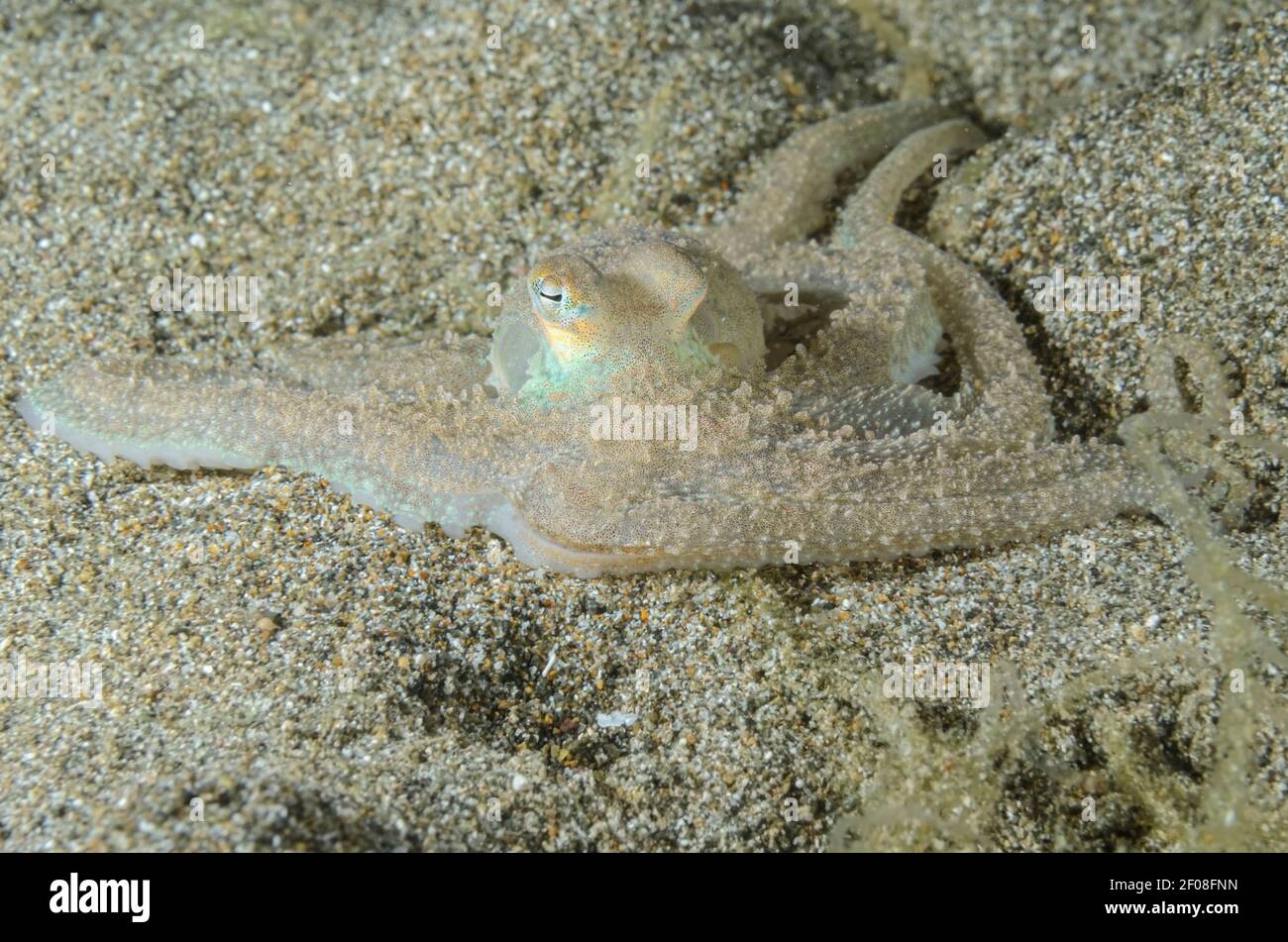 Longarm octopus, Abdopus sp., Anilao, Batangas, Philippines, Pacific ...