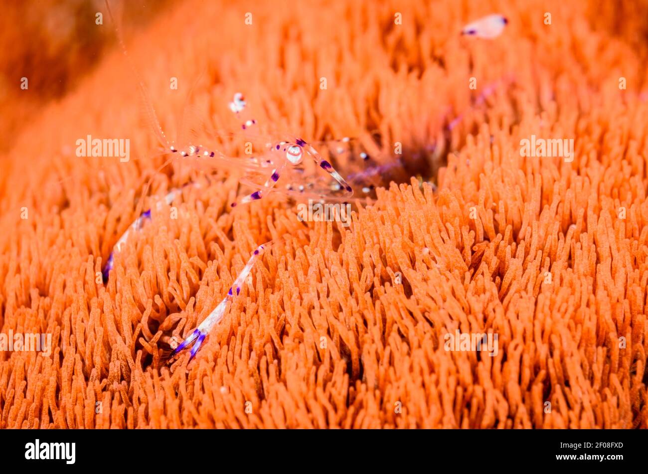 Commensal shrimp, Ancylomenes sp., on Night anemone, Phyllodiscus ... Commensal shrimp, Ancylomenes sp., on Night anemone, Phyllodiscus ...