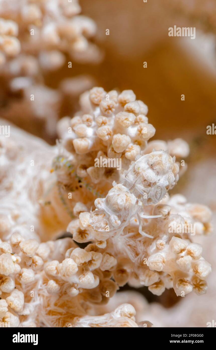 Broken-back shrimp, Hippolyte dossena, Anilao, Batangas, Philippines ...