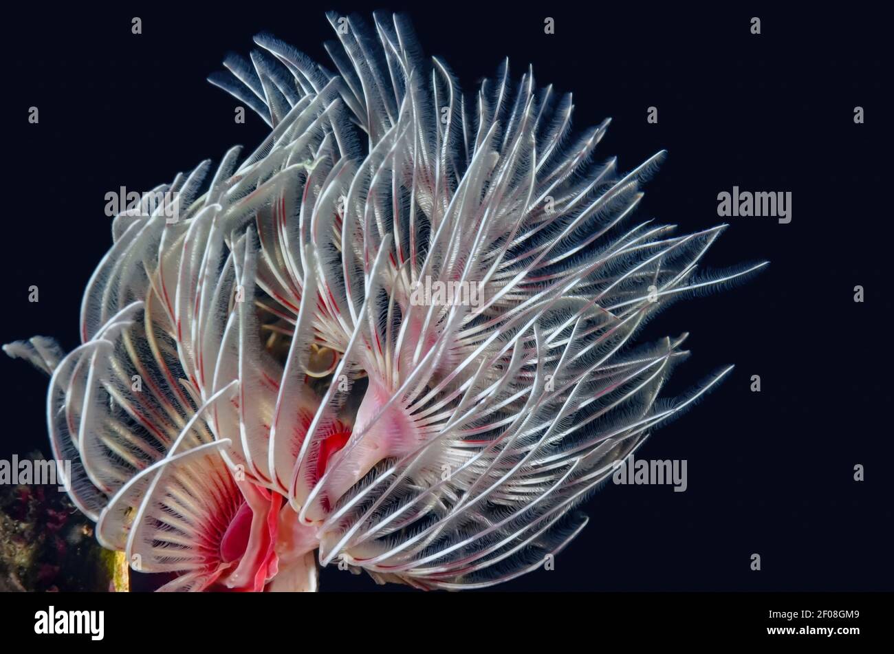 Serpulidae coral hi-res stock photography and images - Alamy