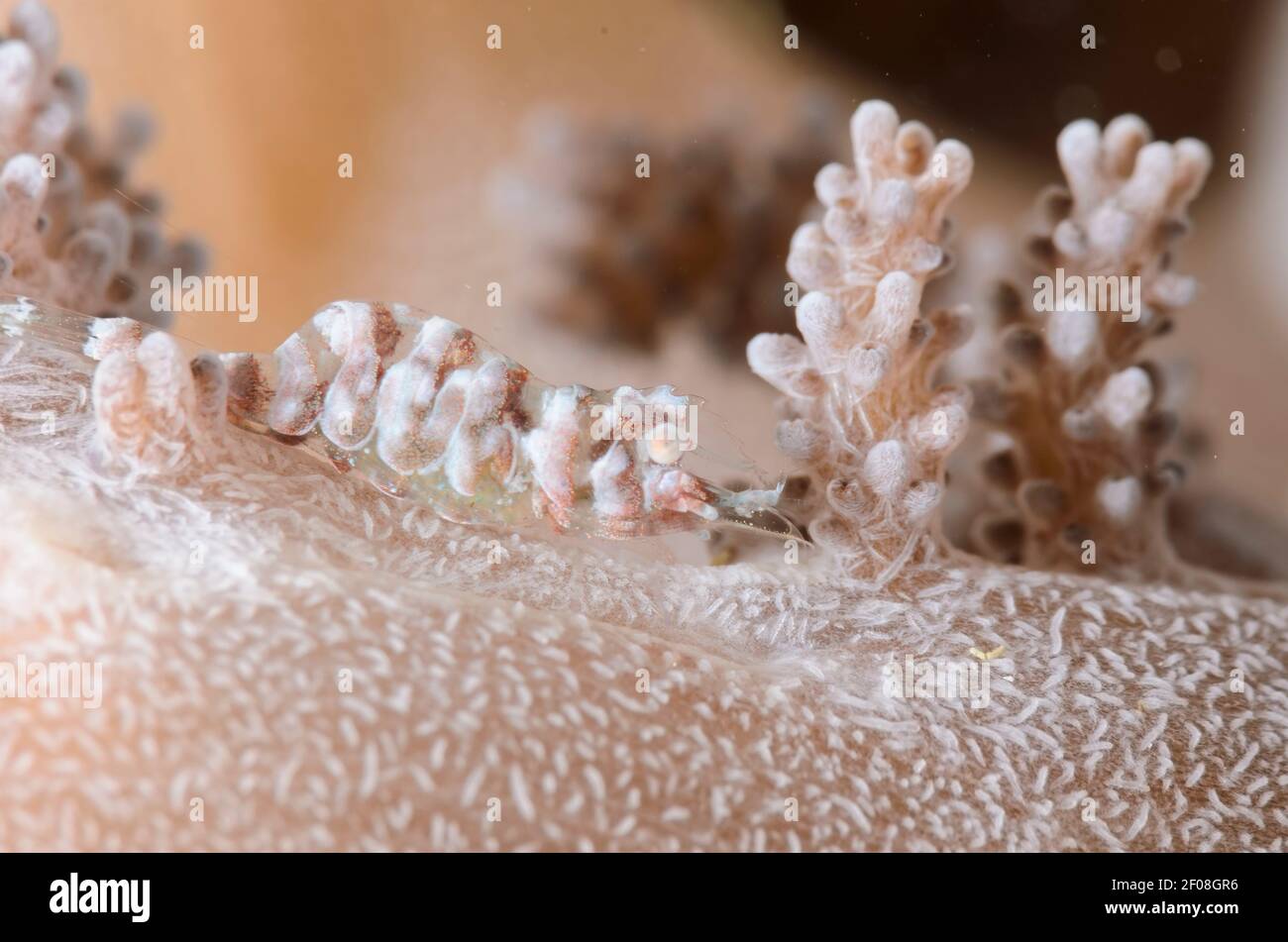 Broken-back shrimp, Hamodactylus noumeae, Anilao, Batangas, Philippines ...