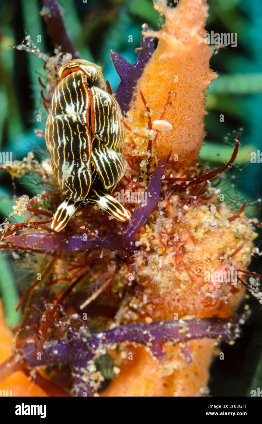 Sea slug, Thuridilla ratna, Anilao, Batangas, Philippines, Pacific ...