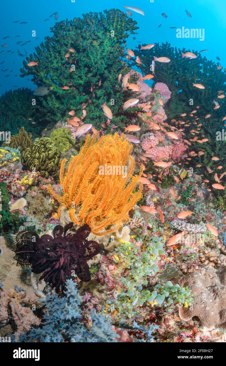 Philippines coral reef underwater anilao hi-res stock photography and ...