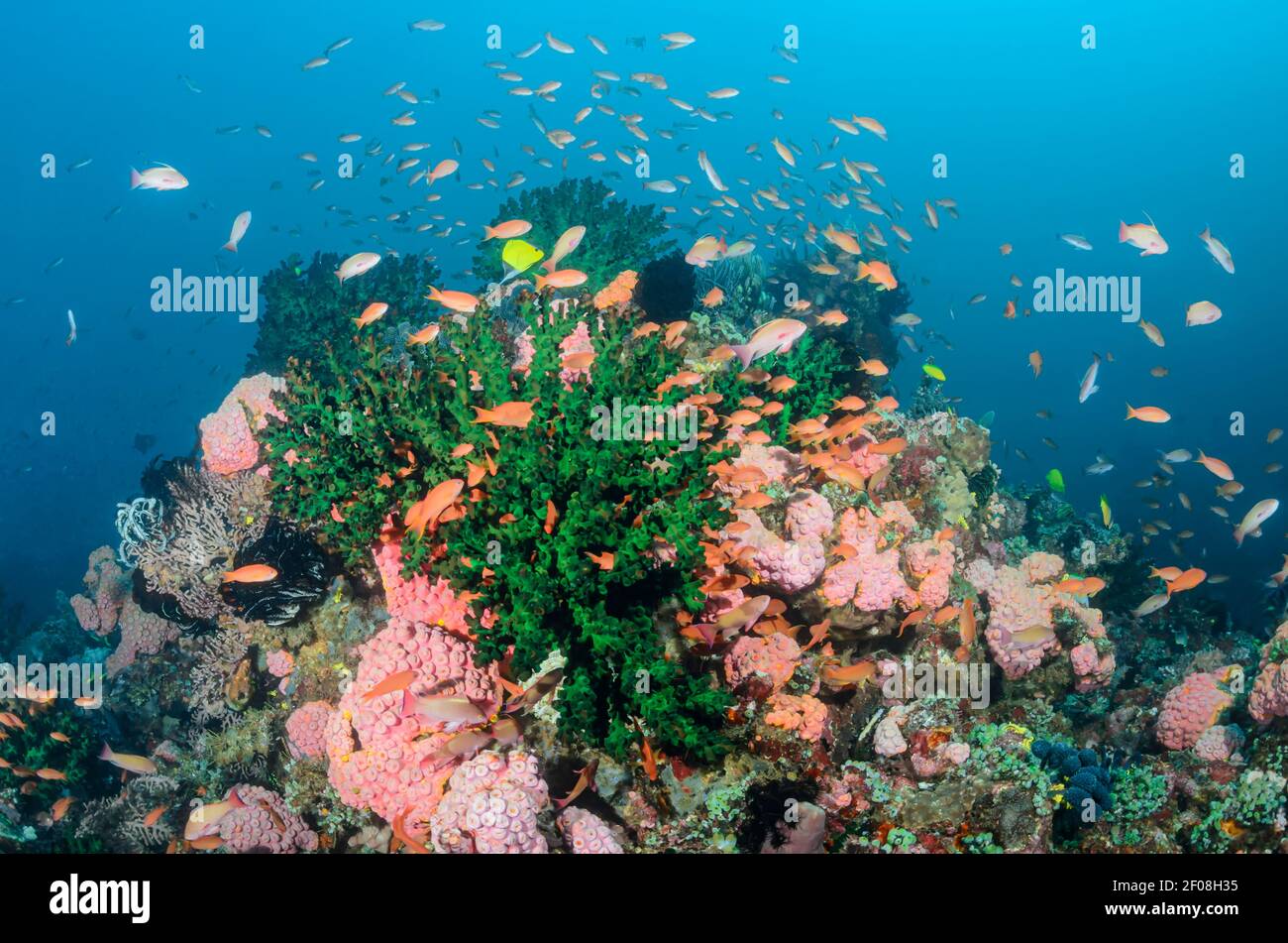 Philippines coral reef underwater anilao hi-res stock photography and ...