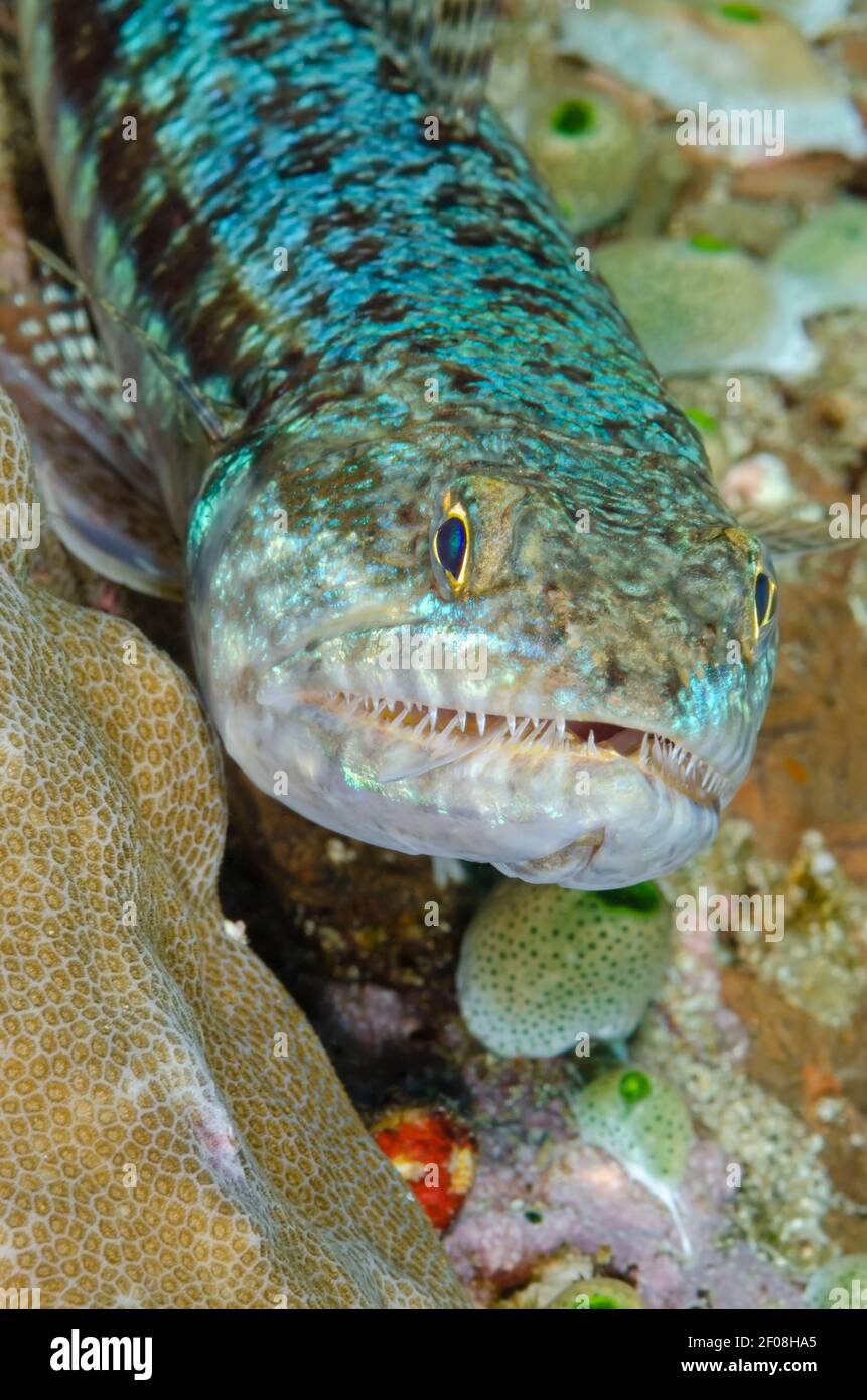Reef lizardfish, Synodus variegatus with a fish in its mouth, Anilao ...