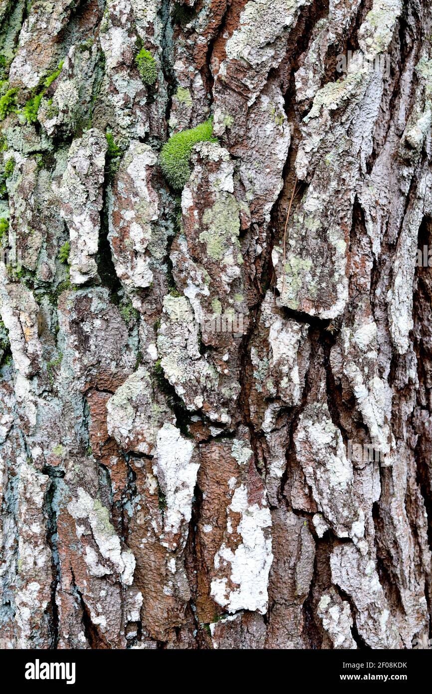 Tree bark texture - close up Stock Photo - Alamy