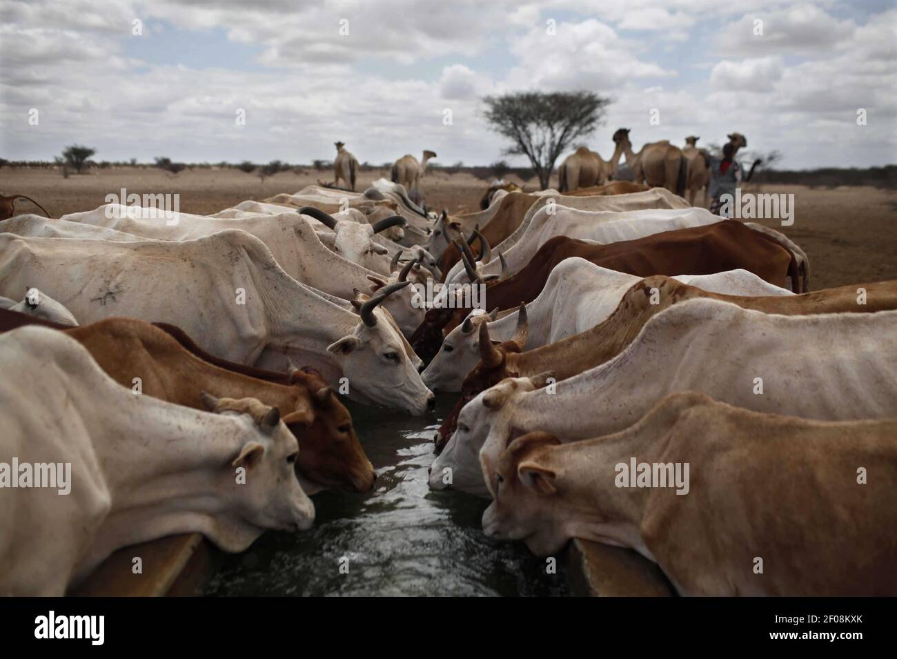 31 July 2011 - Liboi, Kenya - At the border with Somalia, the cattle ...