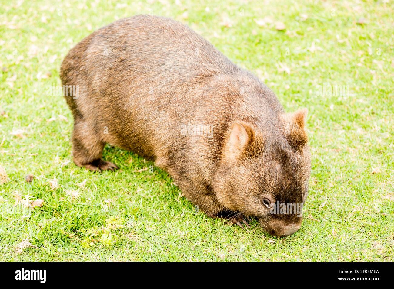 Cute Wombat
