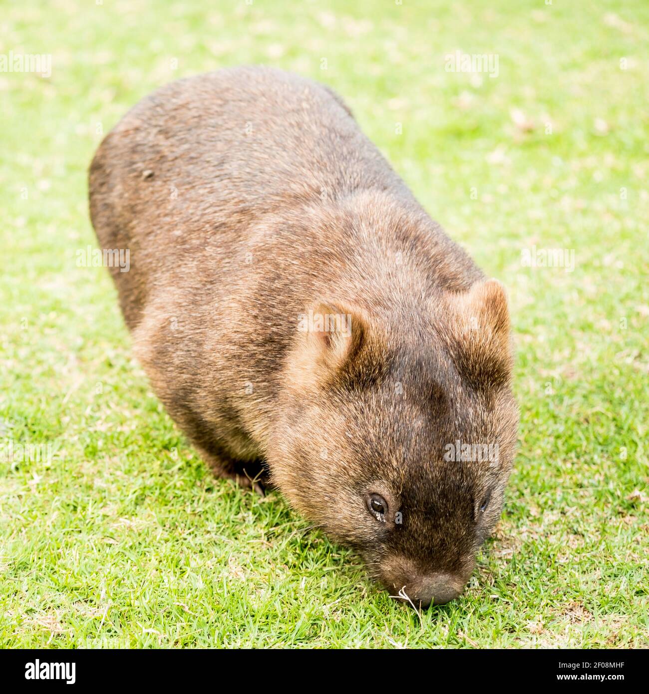 Cute Wombat