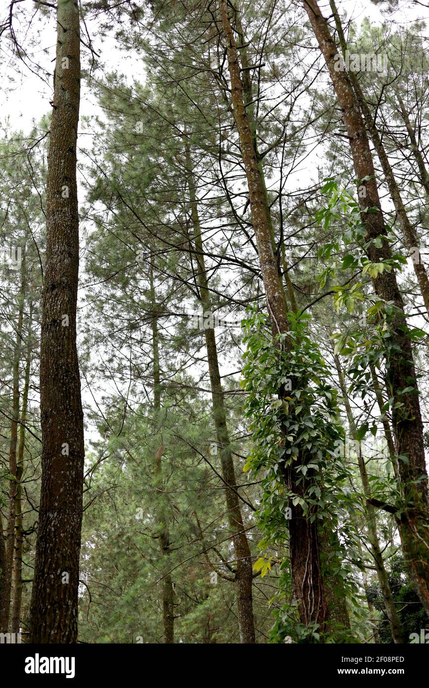 Forest Trees in cloudy weather- natural and green Stock Photo - Alamy