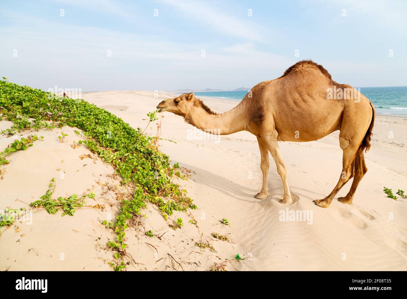 In oman empty quarter of desert Stock Photo - Alamy