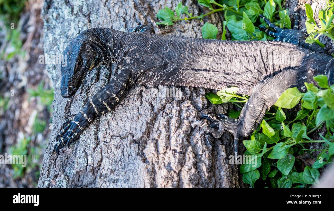Big ben of wales hi-res stock photography and images - Alamy