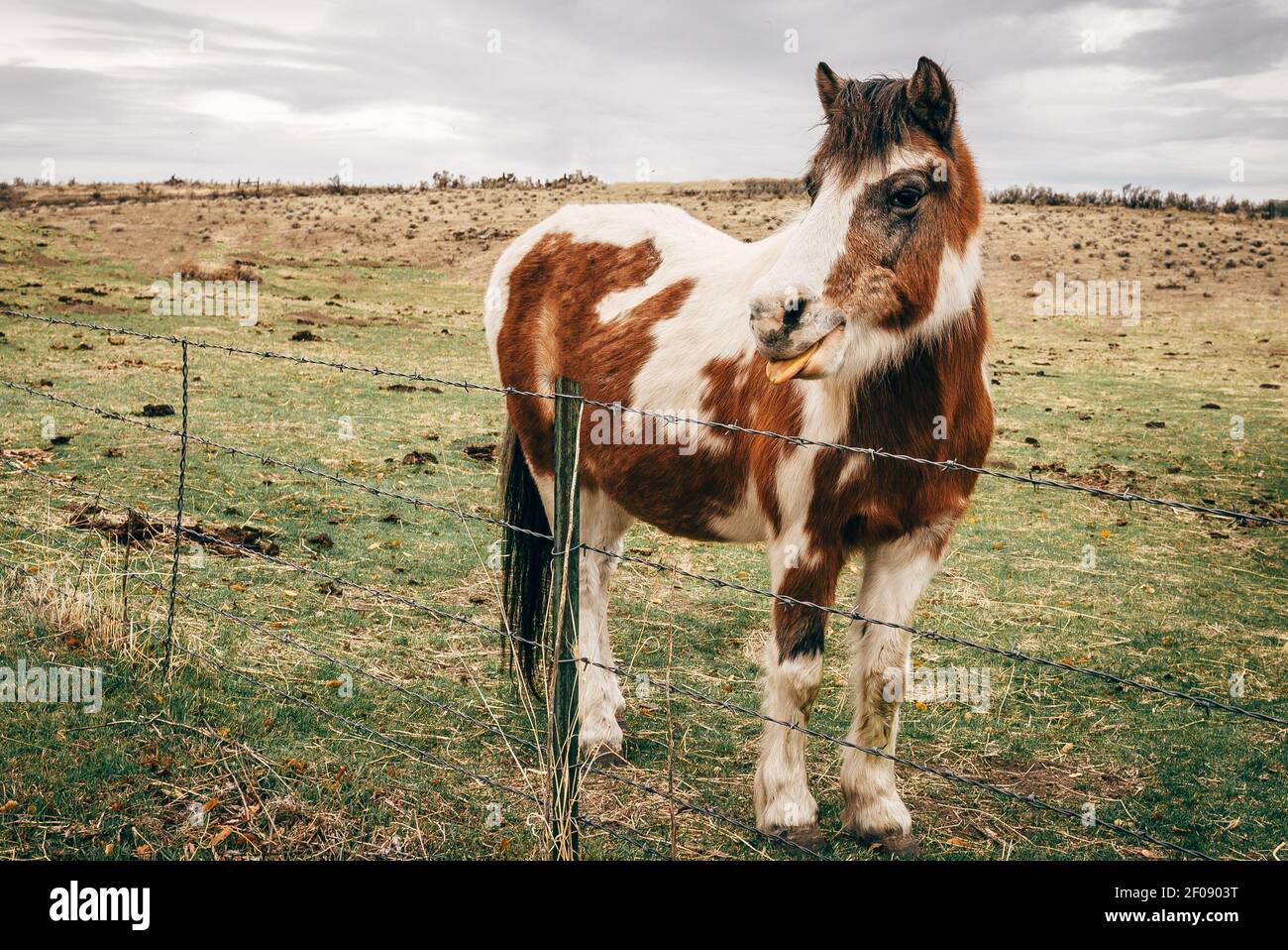 Rural Farm Pony Scene from Grass Valley, Oregon Stock Photo - Alamy