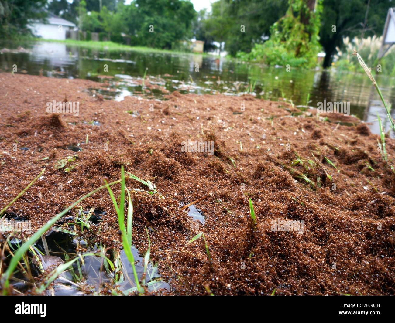 04 Sept 2011. Jean Lafitte, south of New Orleans, Louisiana, USA. Fire ...
