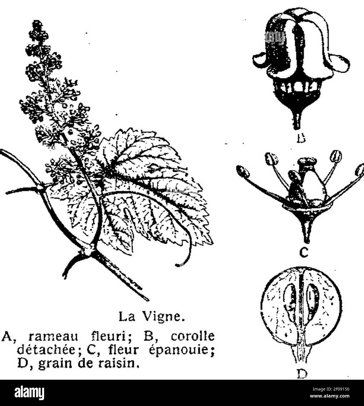 La planche Black and White Stock Photos & Images - Alamy